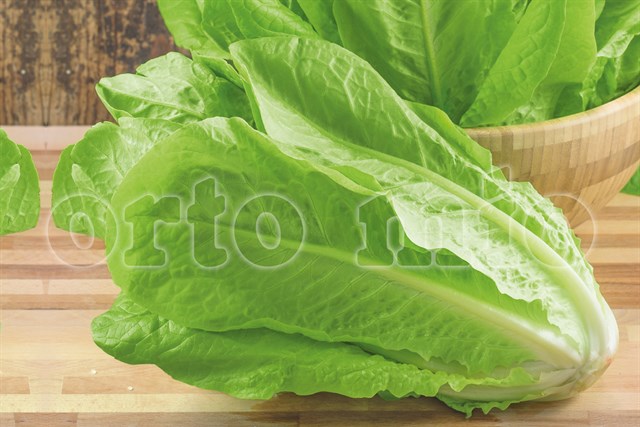 Piante di Lattuga Orto mio: Specie e Consigli di Coltivazione