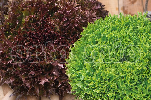 Piante di Lattuga Orto mio: Specie e Consigli di Coltivazione