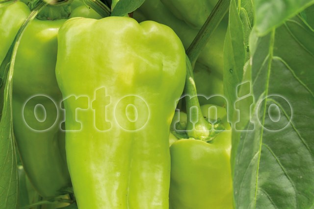 Piante di Peperone Orto Mio: Scopri Confezioni e Varietà Disponibili