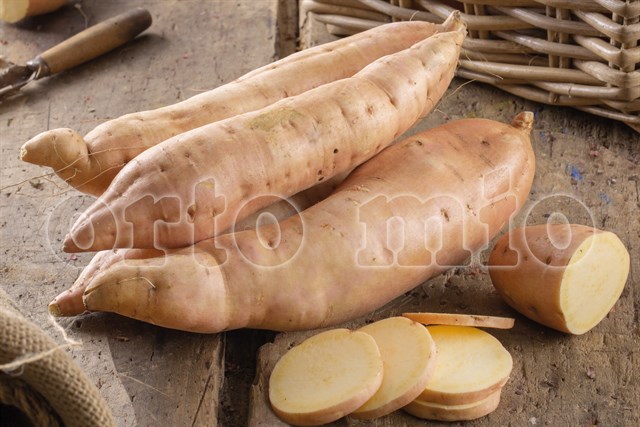 Piantine di Batata Varietà e Consigli di Coltivazione Orto mio