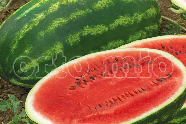 Piante di Anguria - Varietà e Consigli di Coltivazione