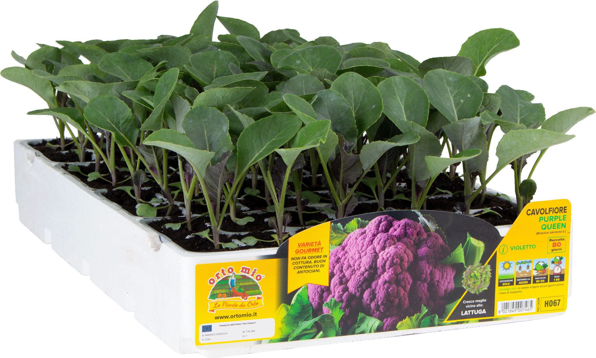 Cavolfiore Violetto (90 giorni): Varietà e Formati Disponibili
