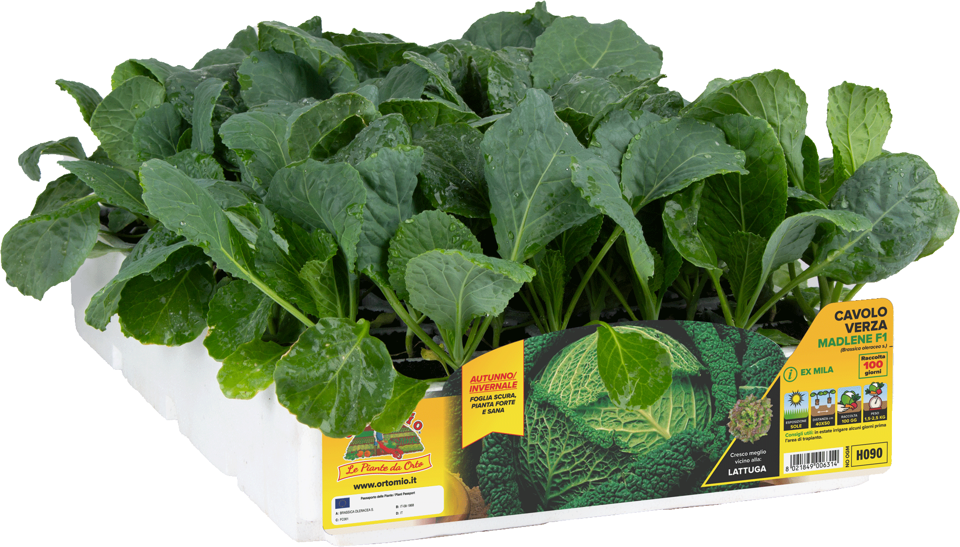 Cavolo verza Autunnale scura: Varietà e Formati Disponibili