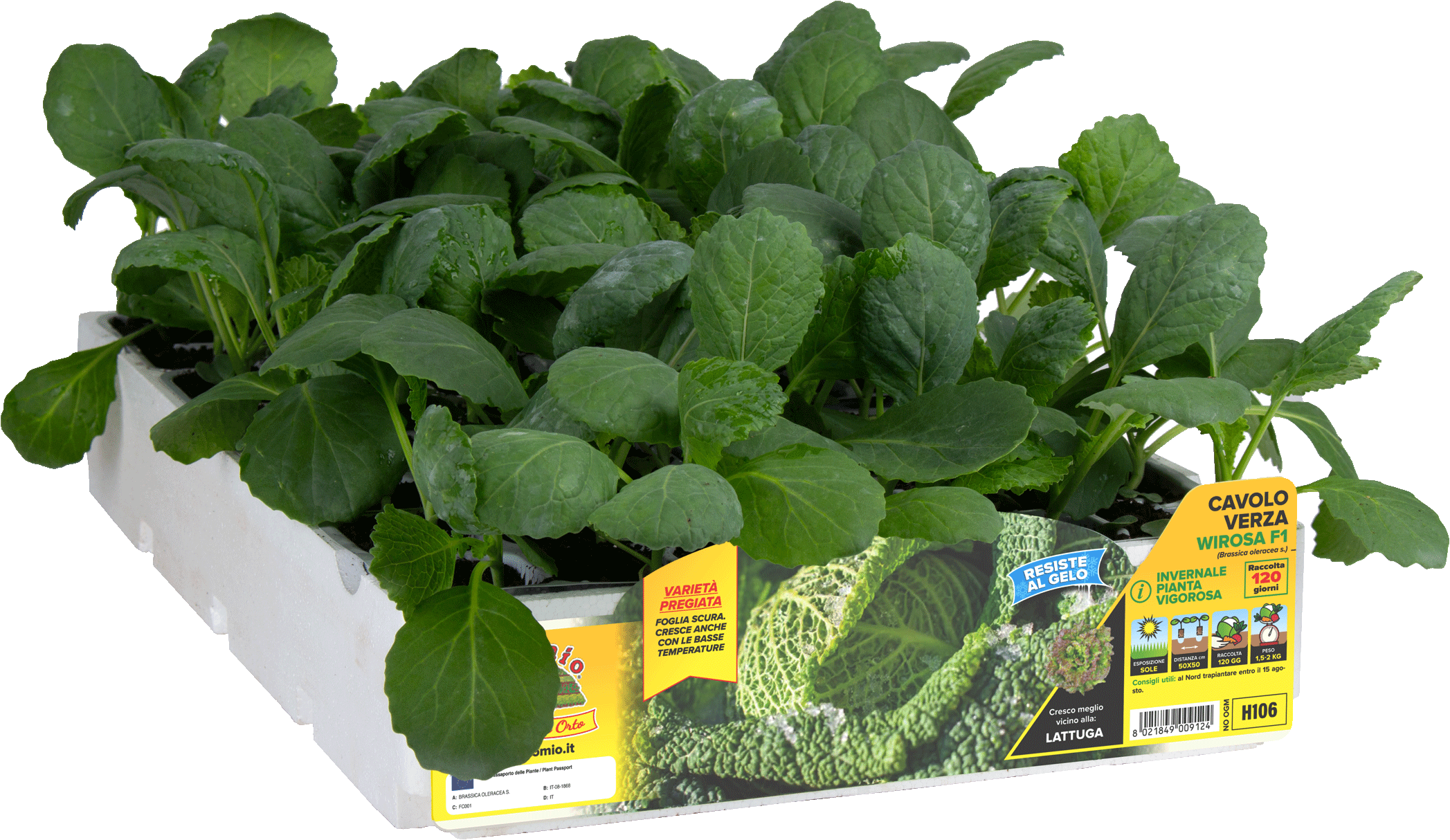 Cavolo verza Autunno-invernale scura: Varietà e Formati Disponibili