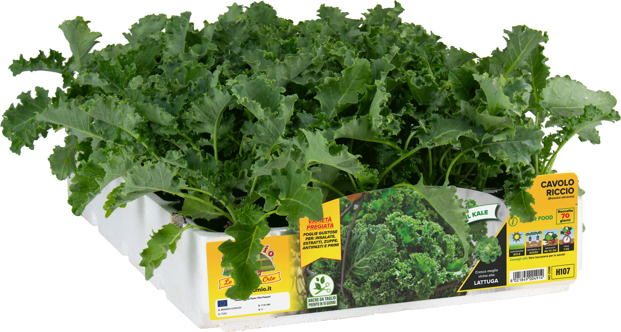 Cavolo Riccio o kale (70 giorni): Varietà e Formati Disponibili