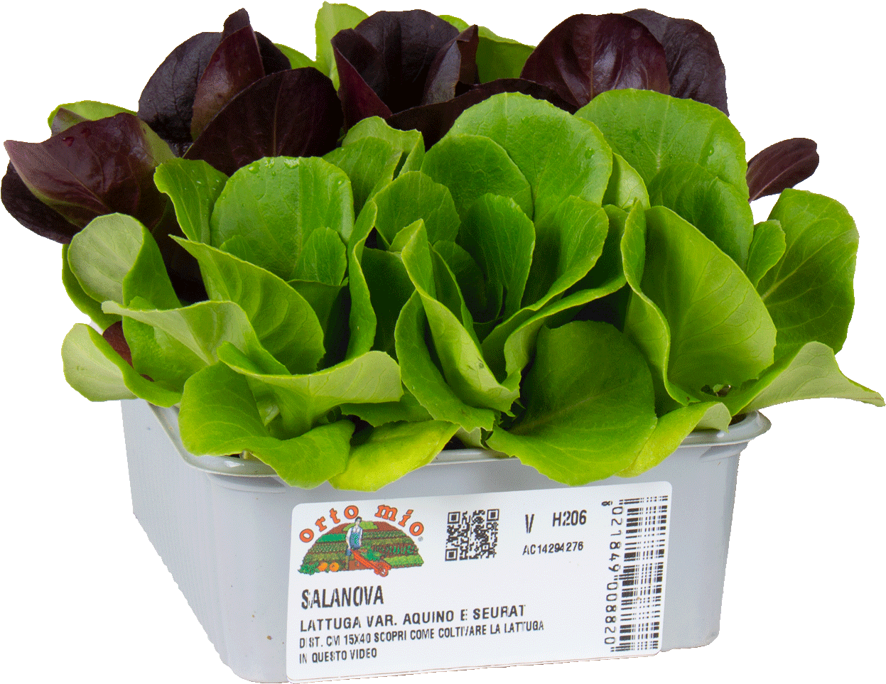 Lattuga Salanova a foglia liscia mix: Varietà e Formati Disponibili