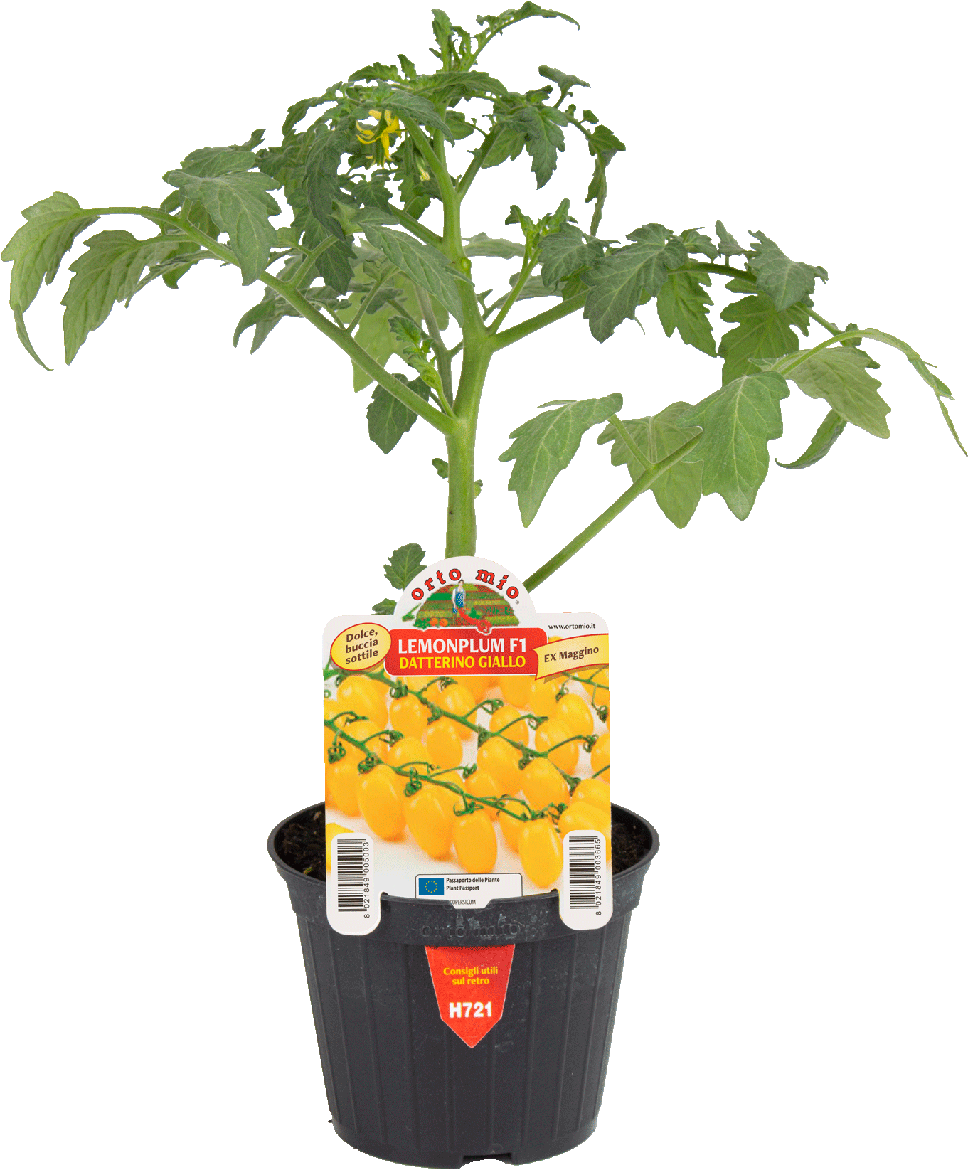 Pomodoro datterino Lemonplum: Varietà e Formati Disponibili