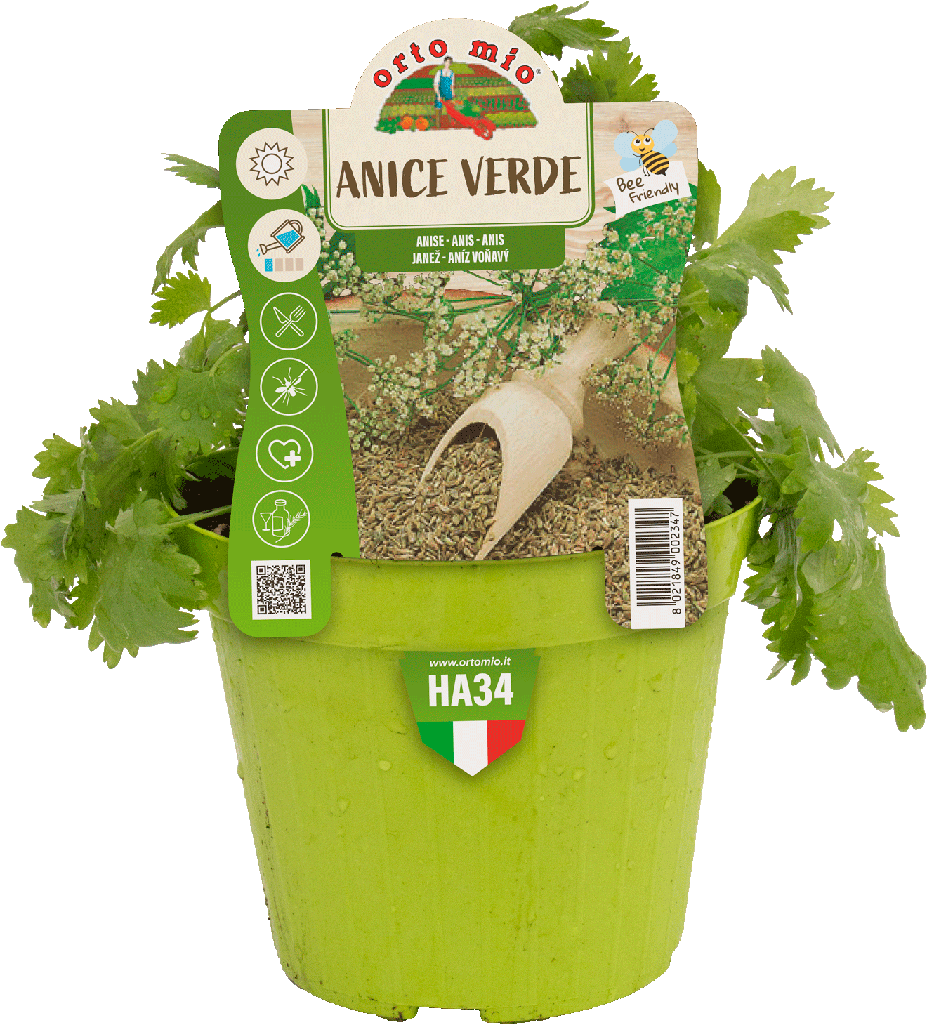 Piante ed erbe aromatiche Anice verde: Varietà e Formati Disponibili